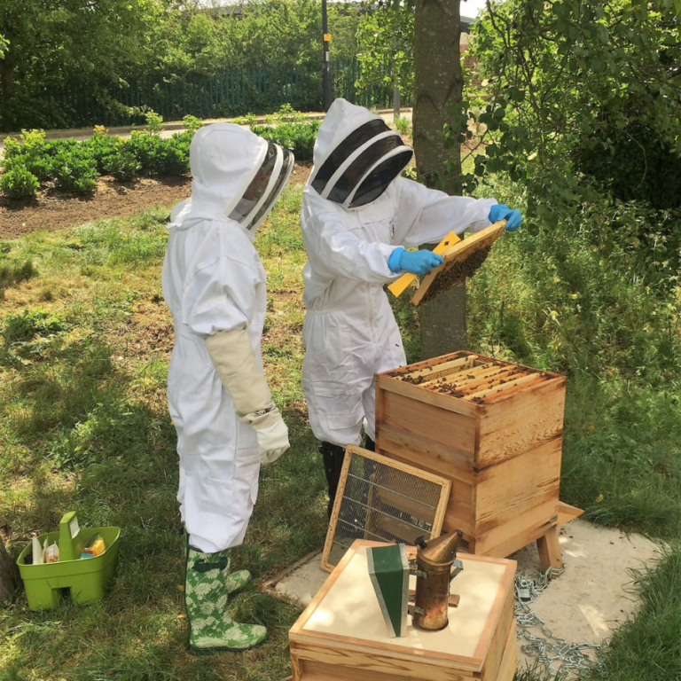 Services - Bee Responsible